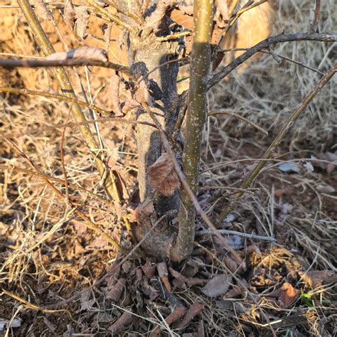 How To Trim This Small Elm Tree Rarborists