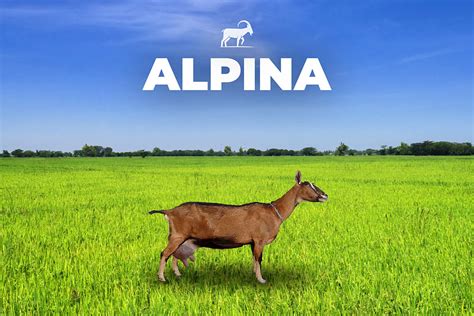 Cabra Alpina Razas De Cabras Flashcards Quizlet