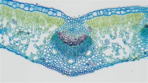 Dicotyledonous Plant Rose Galleries Nikon Europe Bv