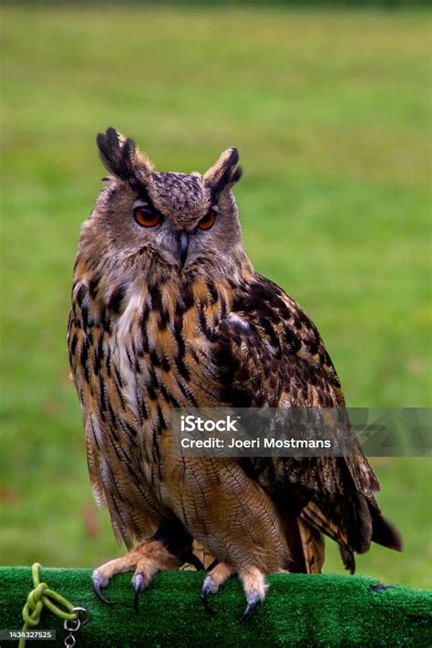 조류 쇼 도중 가짜 풀로 덮인 나무 스탠드에 앉아있는 유라시아 독수리 올빼미의 클로즈업 초상화 야행성 포식자 새는 귀 깃털이 똑바로 서있는 채 주위를 둘러보고 있습니다