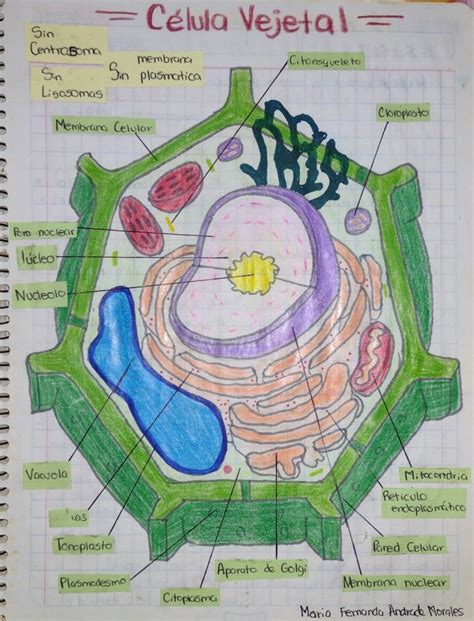 Map Plant Cell Title Ideas Cute Kittens School Dibujo Cell Parts