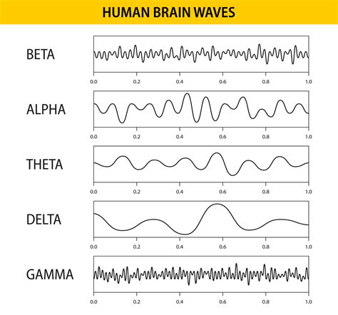 Beta Alpha Theta Delta Gamma Brain Waves Set Of Brain Waves Oscillation Human Rhythm
