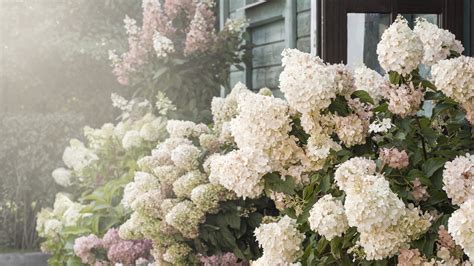 Landscaping With Hydrangeas 12 Ways To Design With