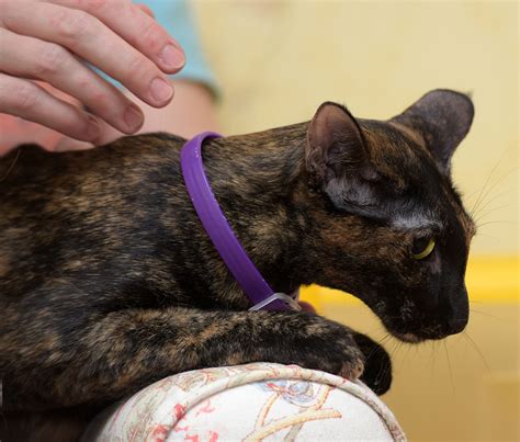 Do Flea Collars Work On Cats Uncovering The Truth Cats