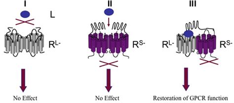 Frontiers Biological Significance Of Gpcr Heteromerization In The