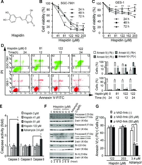 Hispidin Induces Caspase‑independent Cell Death In Sgc‑7901 Cells A Download Scientific