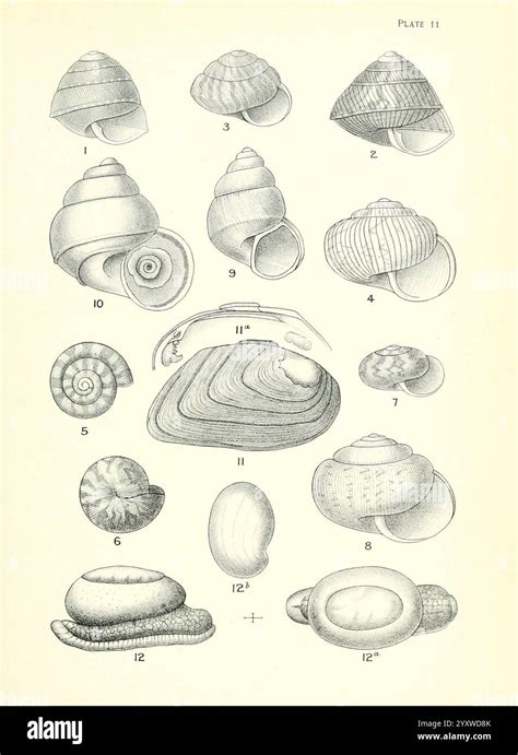 Manual Of The New Zealand Mollusca Wellington N Z J Mackay Govt