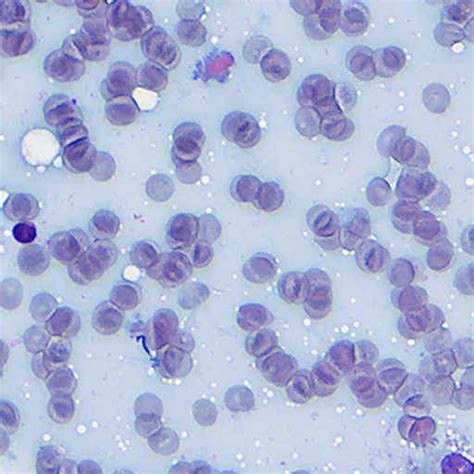 Bf Classification Classification Dataset By Classification