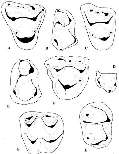 Schematic Drawings Of Upper And Lower Molars Of Early South