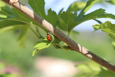 호르몬 보충 요법hrt에는 어떤 효과나 부작용이 있는가 베이지나