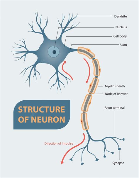 Premium Vector Structure Of Neuron