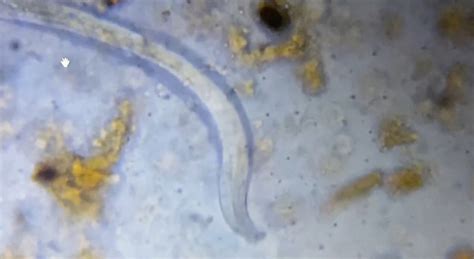 Microorganisms From A Forest Soil Near The Vineyard Garage Wine Tools