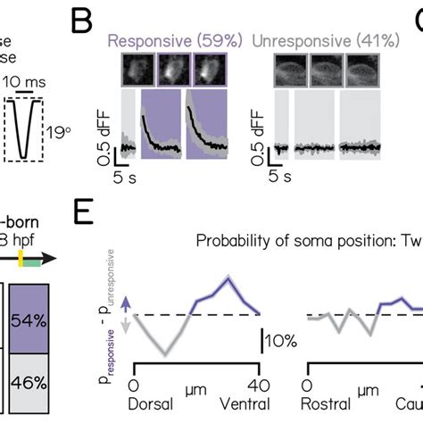Birthdate Reveals Somatic Topography To High Frequency Stimulation Download Scientific Diagram