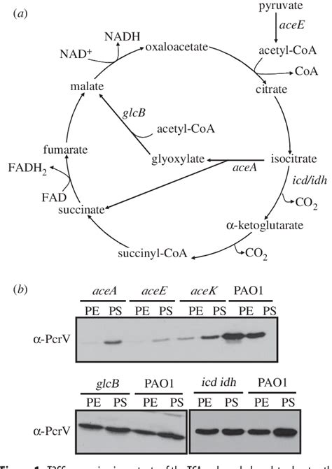 Figure 1 From Type Iii Secretion System Expression In Oxygen Limited Pseudomonas Aeruginosa