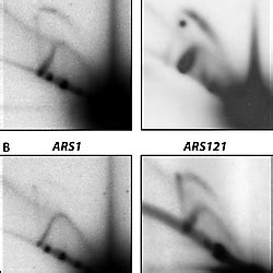 Is More Severely Affected By Mutations Than