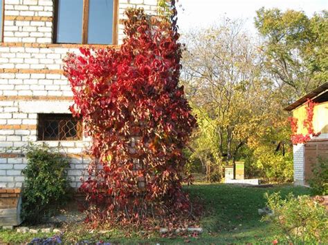 Декоративные растения питомник «Лозовый Виноград девичий