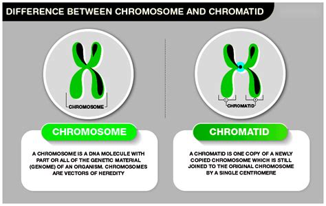 Difference Between Chromosome And Chromatid