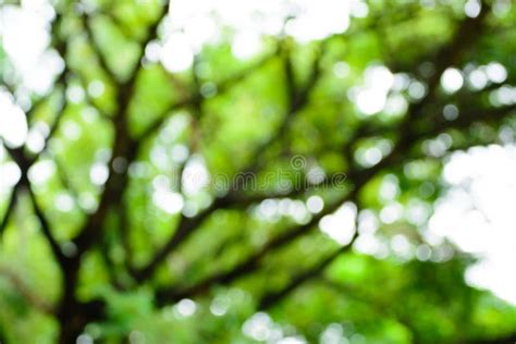 Blur Green Tree Background Stock Image Image Of Colorful