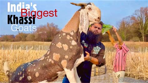 Al Ahmed Goat Farm Padgha Full Tour Indias Biggest Khassi Goats