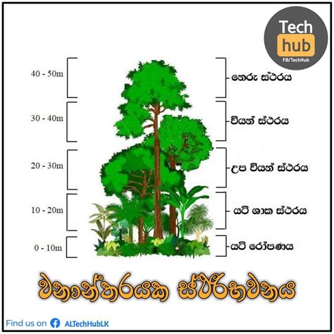 Techhub Lk 💠දවසේ Sft රූප සටහන වනාන්තරයක ස්ථරීභවනය Facebook