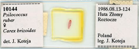 Psilococcus Ruber Borchsenius 1952
