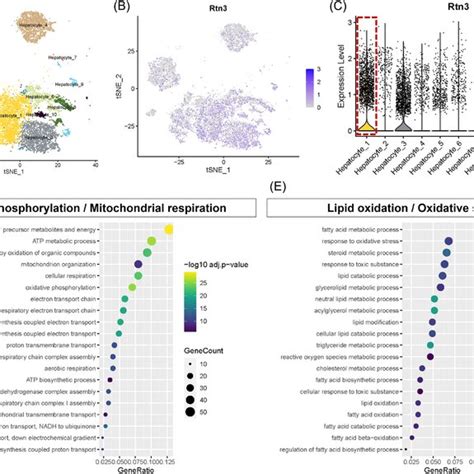Increased Reticulon 3 Rtn3 Is Associated With Lipid Oxidation And Download Scientific Diagram