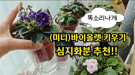 똑소리 나게 미니바이올렛 심지화분에 키우기 심지화분 만들기 주의사항 확인하세요~ Youtube