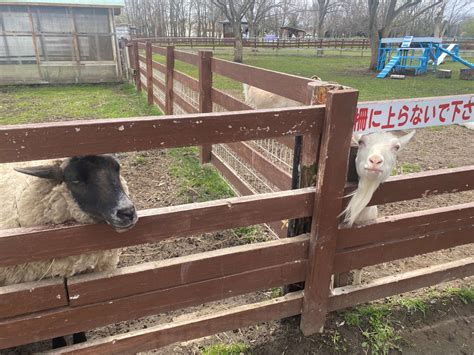 行事紹介 札幌市篠路 児童発達支援・放課後等デイサービス ぷれじーる 事業内容や業務の様子をブログにしてご紹介しております 札幌市の保育士の求人なら離職率の低い株式会社みもざ