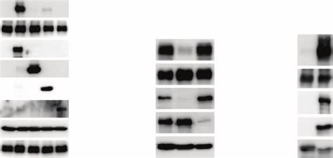 Cortactin Acetylated By Cbp Is Localized In The Nucleus A Effect Of Download Scientific