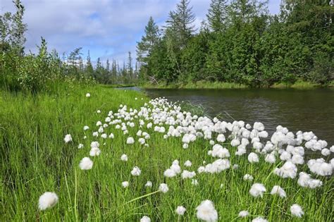 70 Cottongrass Pictures