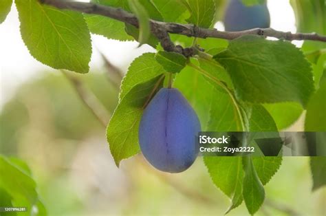 백라이트에 정원에서 잎과 가지에 잘 익은 매화 과일 선택적 초점 건강한 식생활에 대한 스톡 사진 및 기타 이미지 건강한 식생활 계절 과수원 Istock