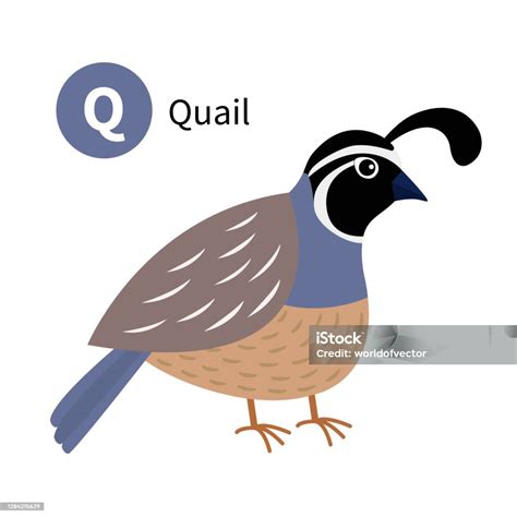 Letter Q Quail Bird Zoo Animal Alphabet English Abc With Cute Cartoon