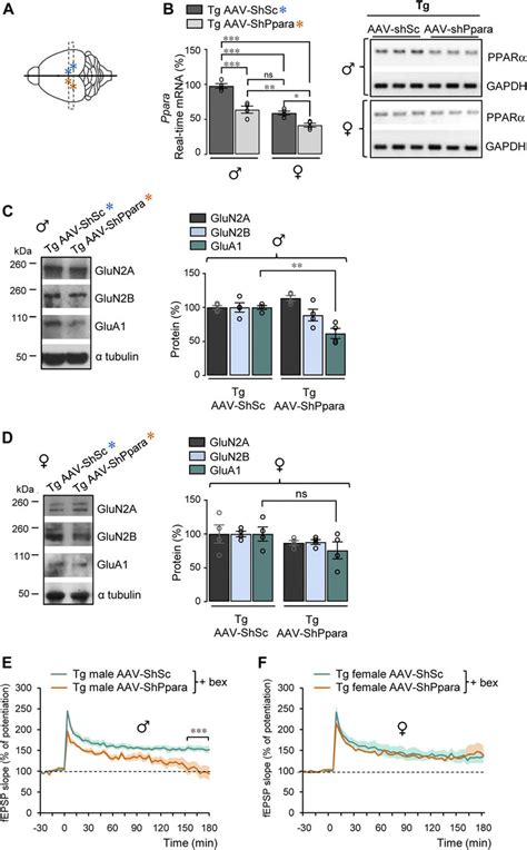 ltp improvement by rxr activation is pparα and sex dependent a