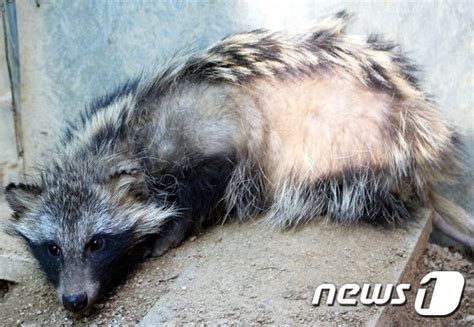 털 빠진 너구리 나타나면 만지지 말고 야생동물구조센터 신고를