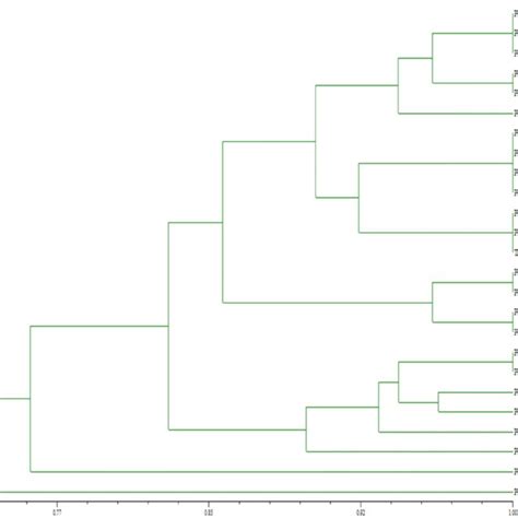 Genetic Similarity Dendrogram Based On Nei 1972 For 25 Tef Genotypes