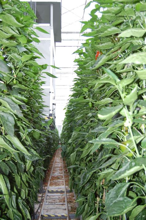 What Is Leaf Area Index Drygair Greenhouse Dehumidifiers