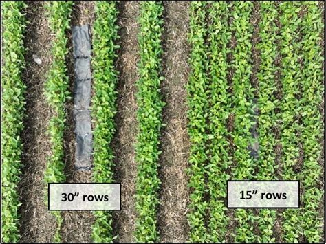soybean populations row spacings and planting dates university of