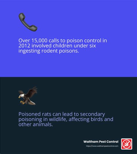 Fastest Way To Kill Rats 5 Proven Methods 2024