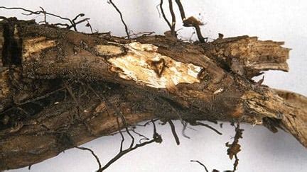 Honey Fungus Symptoms Causes And Control Rhs Advice