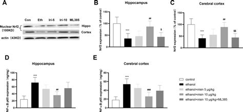 Irisin Treatment Reversed The Drinking Induced Decrease In Nuclear Nrf2