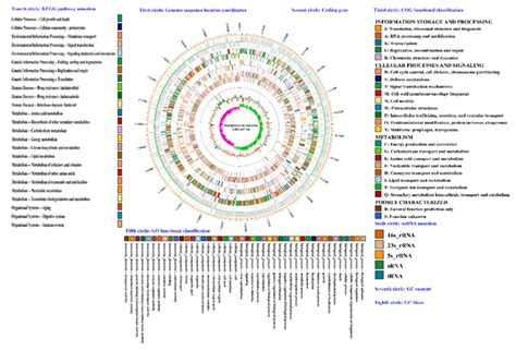 我校王白娟教授团队采用整合基因组学和转录组学首次揭示了staphylococcus Equorum对茶树根际土壤重金属的耐受和吸附机制 云南农业大学