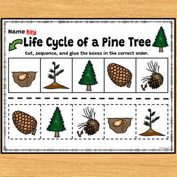 Pine Tree Life Cycle No Prep Cut And Paste Worksheet Printable TPT