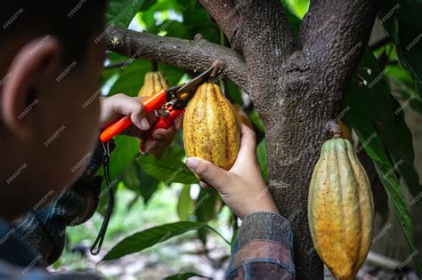 Premium Photo Cocoa Farmer Uses Pruning Shears Cut The Cocoa Pods Or Fruit Ripe Yellow Cacao
