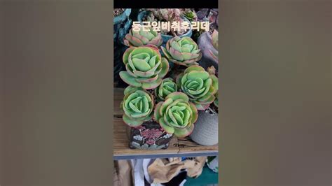 둥근잎비취후리데앞집동생다육이succulents 多肉植物 국민다육 Youtube