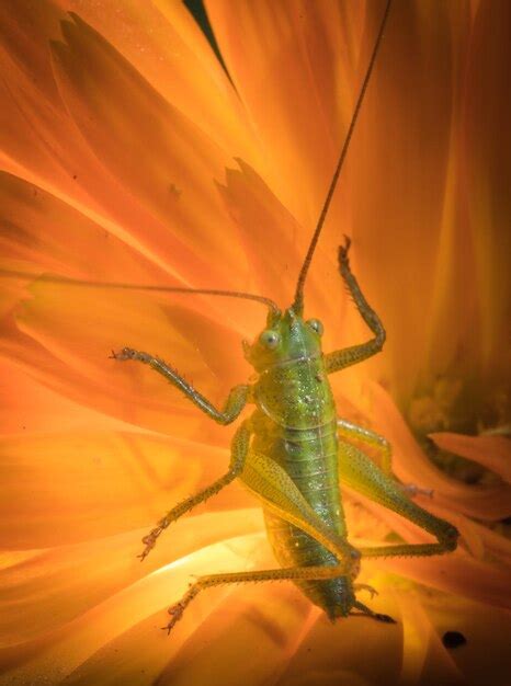 Premium Photo Beautiful Grasshopper Displays Its Wonderful Structure