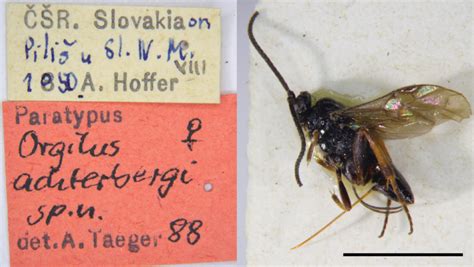 Paratypus Of Orgilus Achterbergi Taeger 1989 Scale Bar 25 Mm