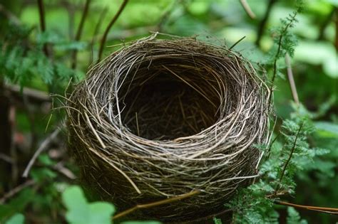 Analyzing Nest Construction Techniques Ar Generative Ai Premium Ai
