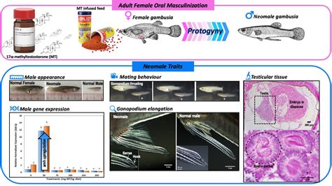 Masculinization Of Adult Gambusia Holbrooki A Case Of Recapitulation