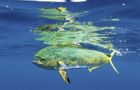 Mahi Mahi Size Limit Qld At Isaac Dadson Blog