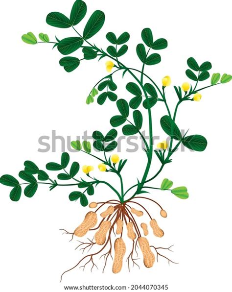 Peanut Plant Diagram